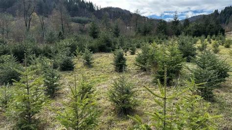 Над 20 000 коледни елхи пуска за продажба ЮЦДП