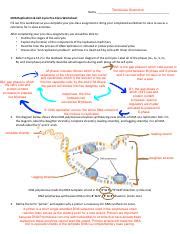 Week B DNA Replication Reading Guide Pdf Temiloluwa Osuntokun Name DNA Replication Cell