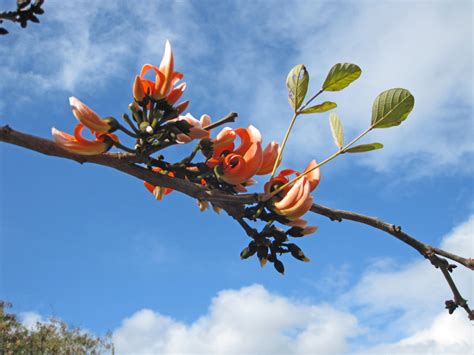 National Tropical Botanical Garden Butea Monosperma Plant Detail Tropical Plants Database