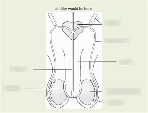 Sheep Reproductive System Male Reproductive Systems In Agricultural
