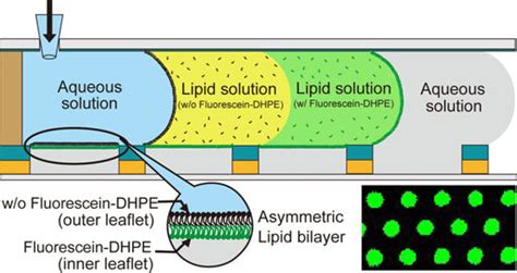 Formation Of An Asymmetric Lipid Bilayer Membrane Schematic