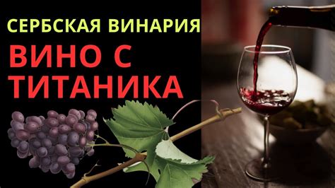 Сербские вина и ракия в винном погребе. Фестиваль "Дни винограда" в ...