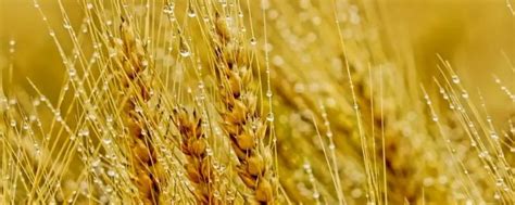 华麦11小麦种子特点，每亩有效穗319万 新三农