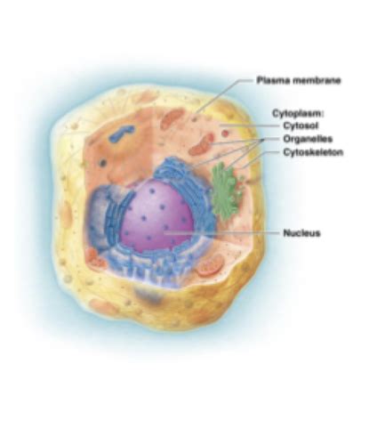ANATOMY CH CELLULAR FORM AND FUNCTION Flashcards Quizlet