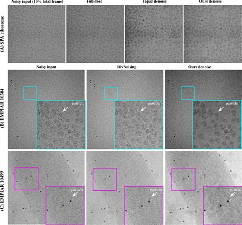 Figure 2 From Weakly Supervised Learning For Joint Image Denoising And Protein Localization In