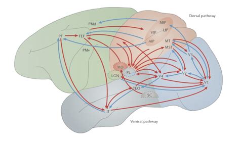 Cognitive Penetration And Top Down Modulation In Visual Perception Minds Online