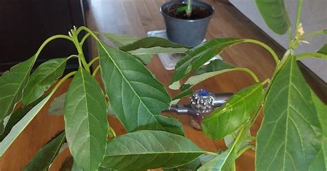 Avacado Tree After Topping Album On Imgur