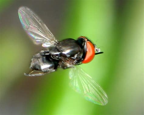 Very Small Fly Eusiphona Mira BugGuide Net
