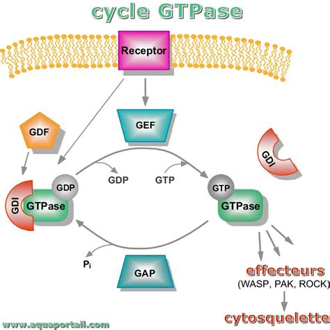 Gtpase Définition Et Explications