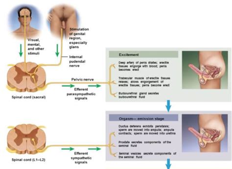 Exam 4 Flashcards Quizlet