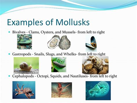 Examples Of Mollusca