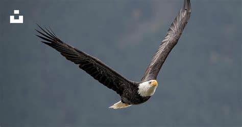 날개를 펼치고 공중으로 날아오르는 대머리 독수리 사진 Unsplash의 무료 독수리 이미지