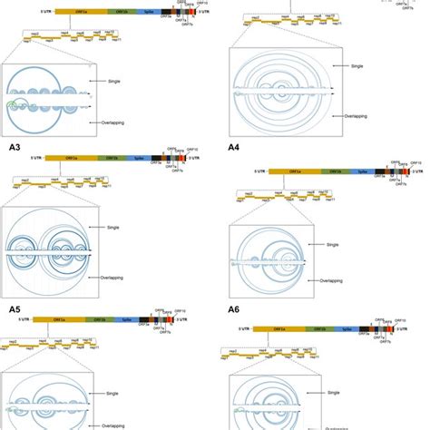 Arc Diagrams Of The Secondary Structure Conformations Linearly Both In