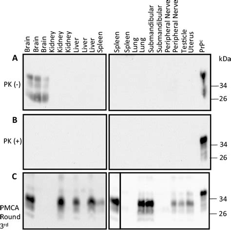 Prp C And Prp Sc Screening In White Tailed Deer Fetal Tissues Using Download Scientific Diagram