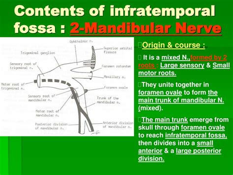 Ppt Contents Of Infratemporal Fossa Powerpoint Presentation Free