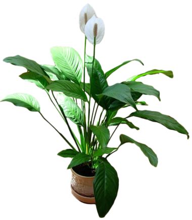 Спатифиллум – уход в домашних условиях, проблемы при выращивании ...