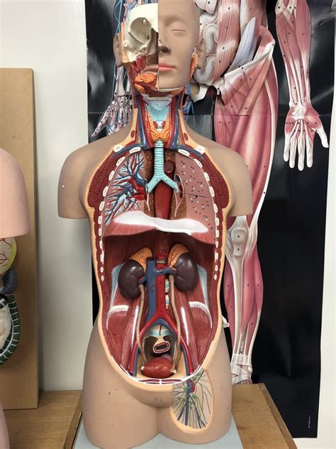 A P II Lab Midterm Abdominal Veins Diagram Quizlet