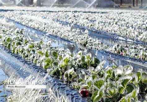 خسارت 20 هزار میلیارد ریالی حوادث طبیعی به کشاورزی همدان