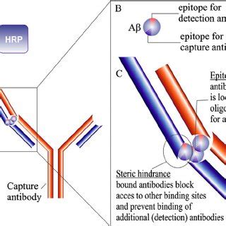 Illustration Of Antibody Binding To A B Oligomers In Elisa Measurement Download Scientific