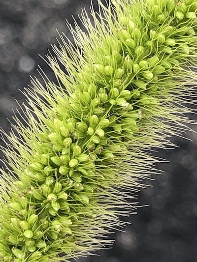 Foxtail Grass Identification