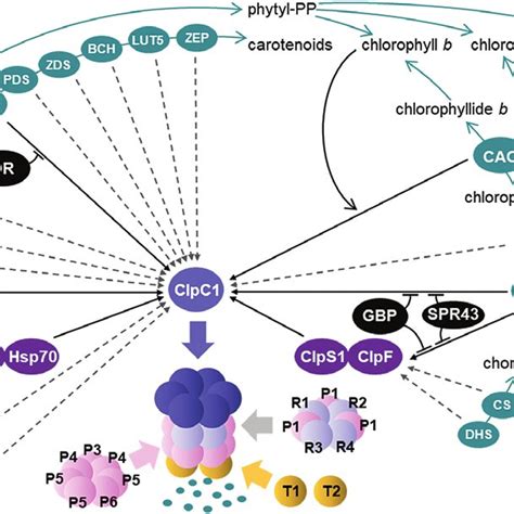 Degradation Of Plastidial Enzymes By The Clp Protease Complex Enzymes Download Scientific