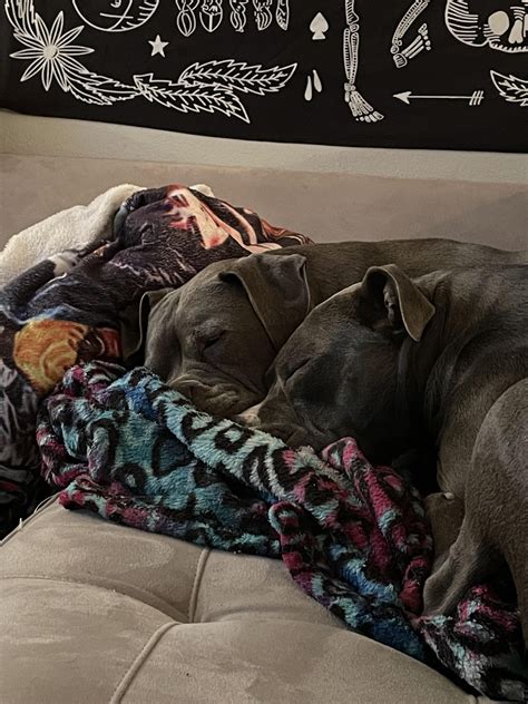Cuddle Puddle R Pitbulls