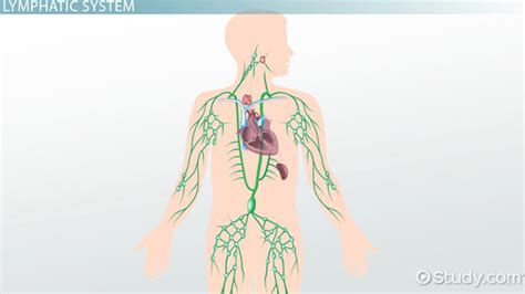 Lymph Node Clusters Diagram Diagram Quizlet