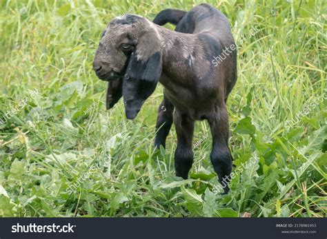 What Are Moon Spots On A Goat At Jean Tunstall Blog