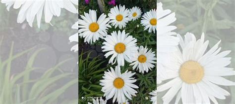 Ромашка садовая крупная купить в Воронеже Товары для дома и дачи Авито