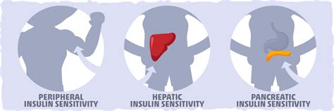 Insulin Sensitivity Complete Guide [what Is It And How To Optimize]