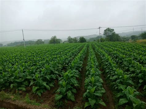 南陵县工山镇春福村：“两片绿叶”铺出产业振兴路中安在线