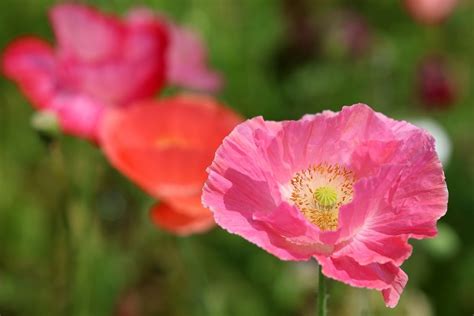 바람 타고 씨앗 날아와 마약용 양귀비 자라도 신고해야 한국경제