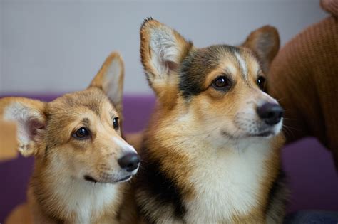 소파에 앉아있는 코기 개 두 마리 카페에 있는 두 명의 펨브룩 웨일스 코기의 초상화 0명에 대한 스톡 사진 및 기타 이미지 0명 가축 갈색 Istock