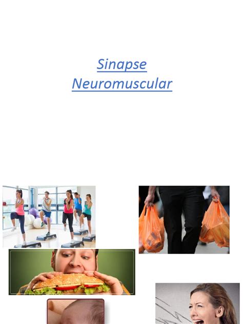 Sinapse Neuromuscular Pdf Junção Neuromuscular Sinapse