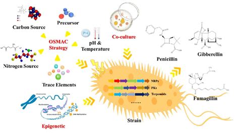Traditional Strategies For Fungal Secondary Metabolites Discovery