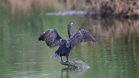 Double Crested Cormorant Phalacrocorax Auritus Drying Wings Stock