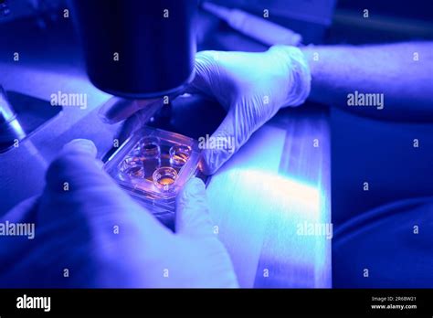 Medical Laboratory Worker Directing The Objective Lens Of Microscope