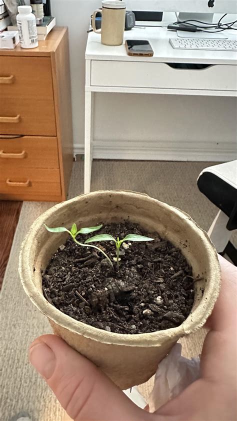 Calabrian Chili Pepper Seedlings Rgardening