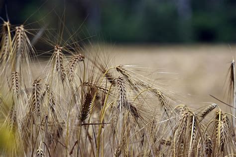 Зерно Пшеницы Фото Крупный План — Картинки фотографии