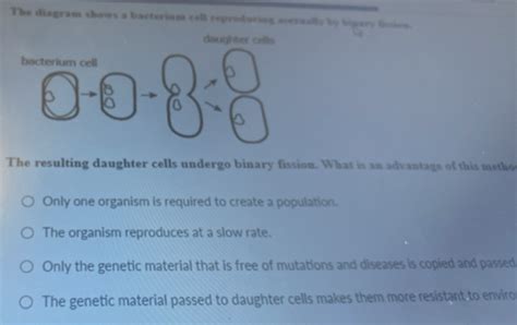 Solved The Diagram Shows A Bacterium Cell Reproducing Aseraally By Hipary Fission Daughter