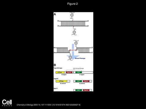 Emerging Roles For Plant Topoisomerase VI Ppt Download