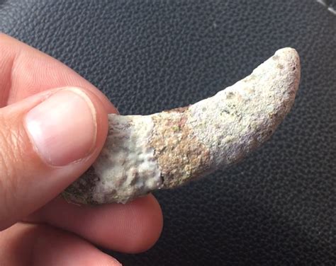 Off A Beach In Hawaii Fossil ID The Fossil Forum