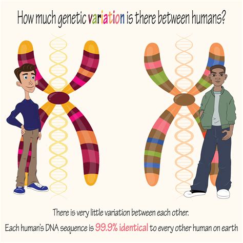 Human Genetic Variation 11973019 Vector Art At Vecteezy