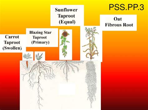 ppt unit 3 lesson 6 root types structures and functions powerpoint