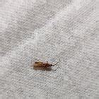 Tiny Bug I Found On My Bed R Whatsthisbug