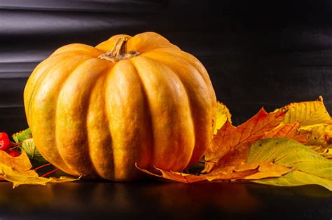 가을 예술 구성 검은 배경에 다양한 말린 잎 호박 과일 로완 베리 가을 가을 할로윈 추수 감사절 개념 가을 정물 가을에 대한 스톡 사진 및 기타 이미지 Istock