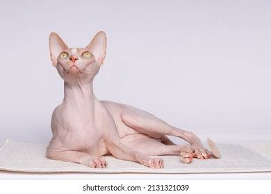 Beautiful Sphinx Images Stock Photos Vectors Shutterstock