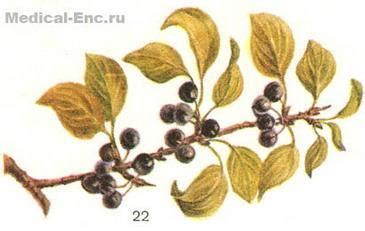 Жостер слабительный (Rhamnus cathartica L.) | Лекарственные растения