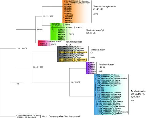 Phylogenetic Tree Of Some Species Of The Genus Tandonia Based On Coi Download Scientific