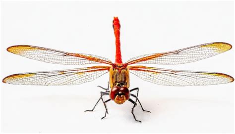 Bugs Isolated White Background Premium Ai Generated Image